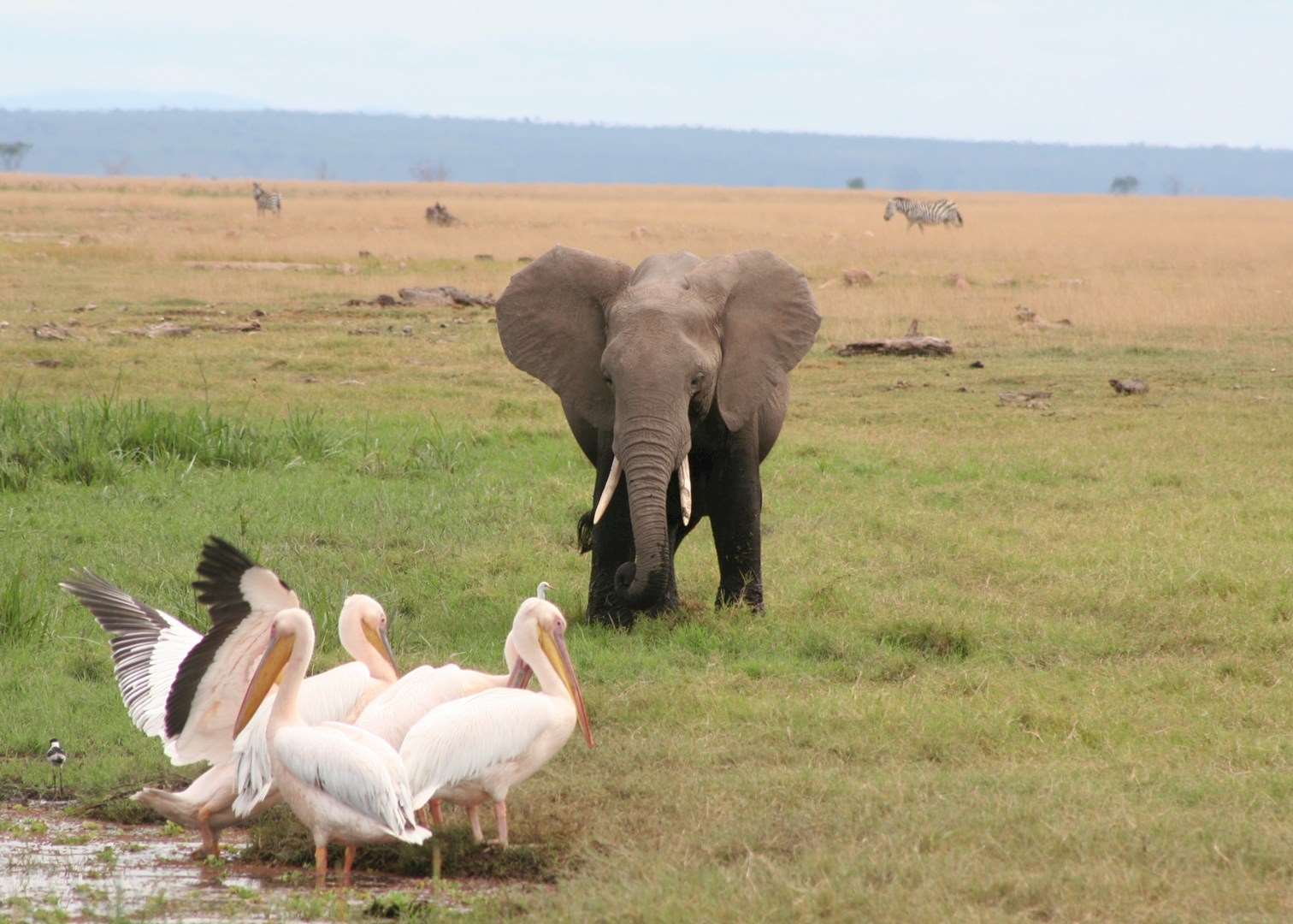 Visit Amboseli National Park in Kenya | Audley Travel
