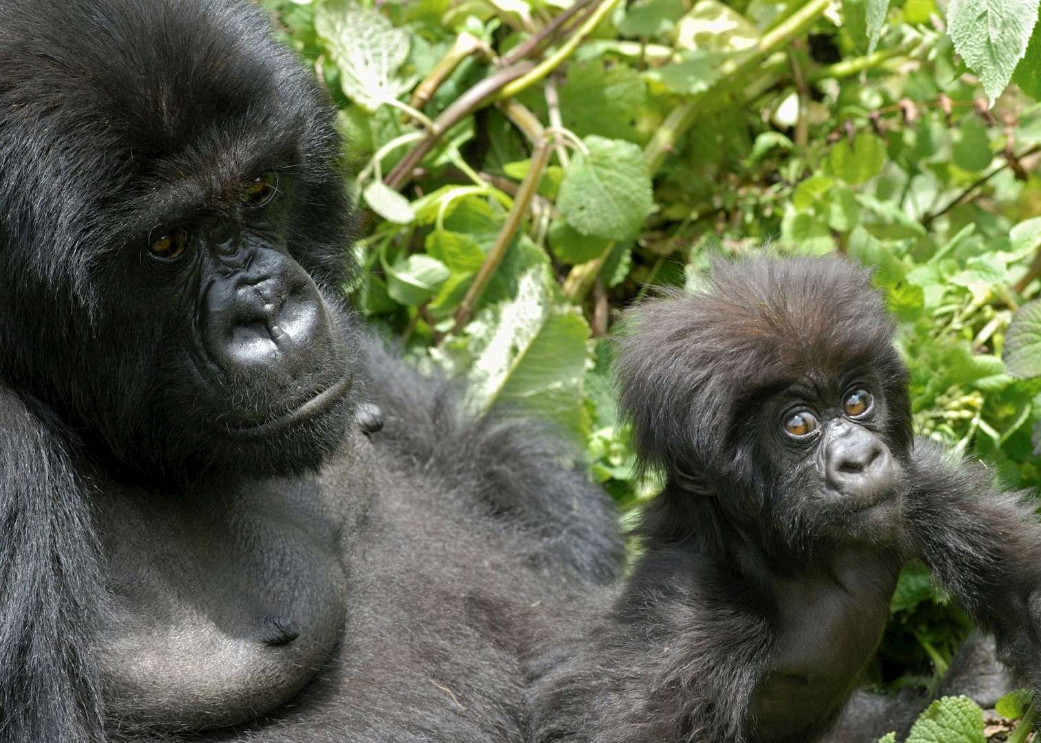 Visit Mgahinga National Park in Uganda | Audley Travel