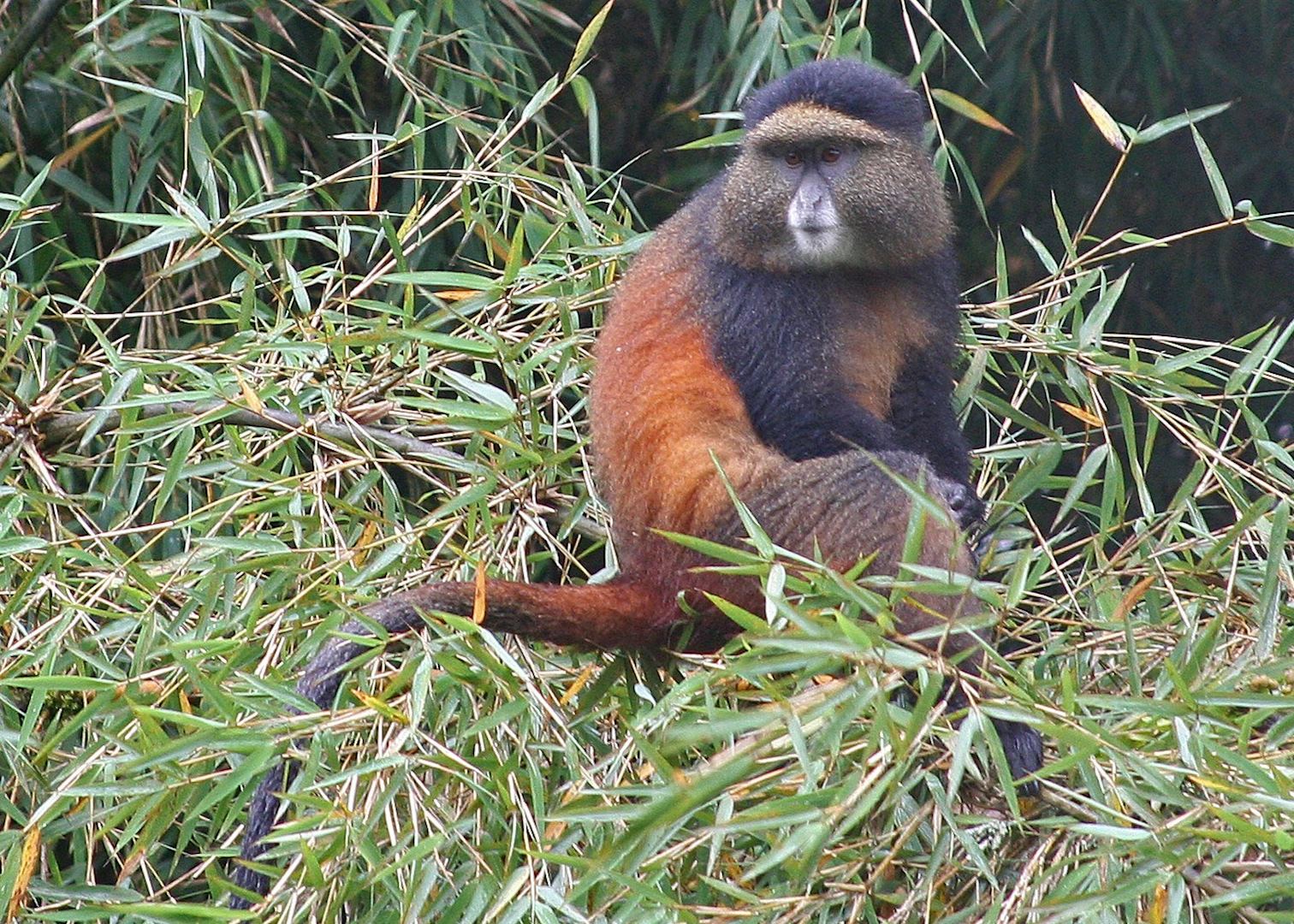 Golden Monkey Tracking, Rwanda | Audley Travel