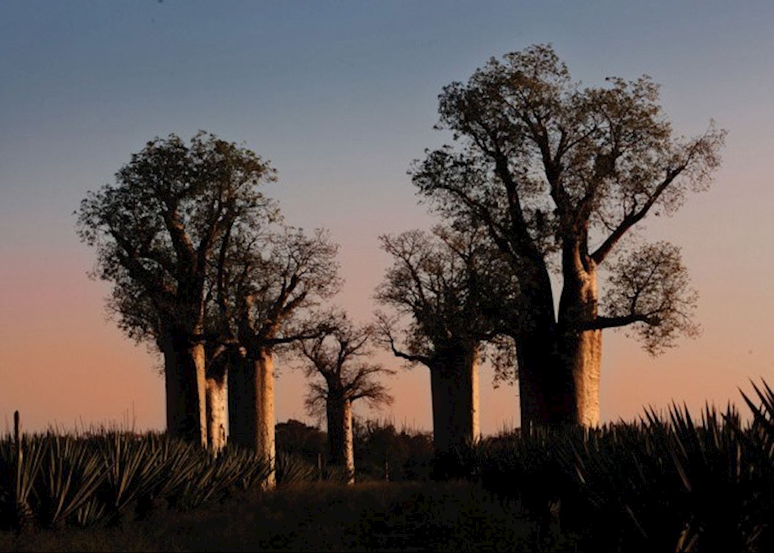 Visit Ifotaka Community Forest, Madagascar | Audley Travel