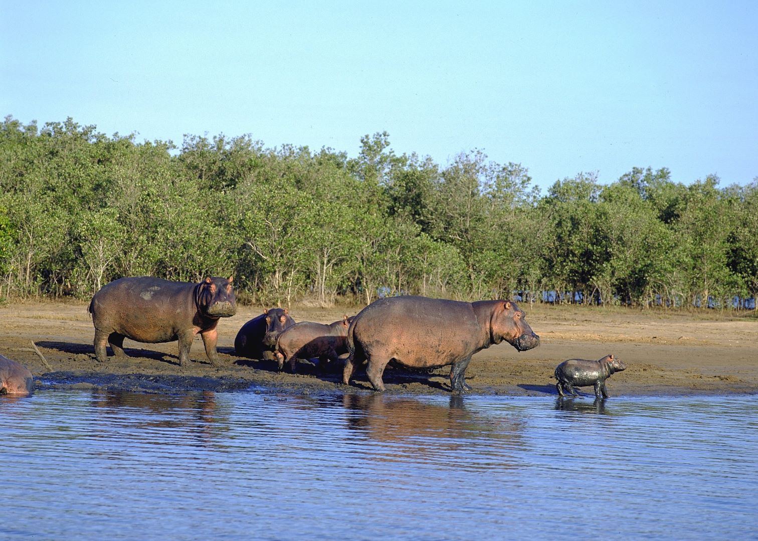 Isimangaliso Park
