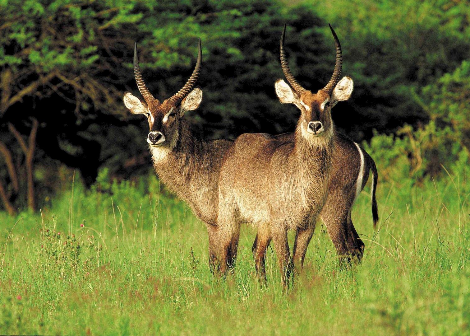 Visit Hluhluwe-IMfolozi Game Reserve | Audley Travel