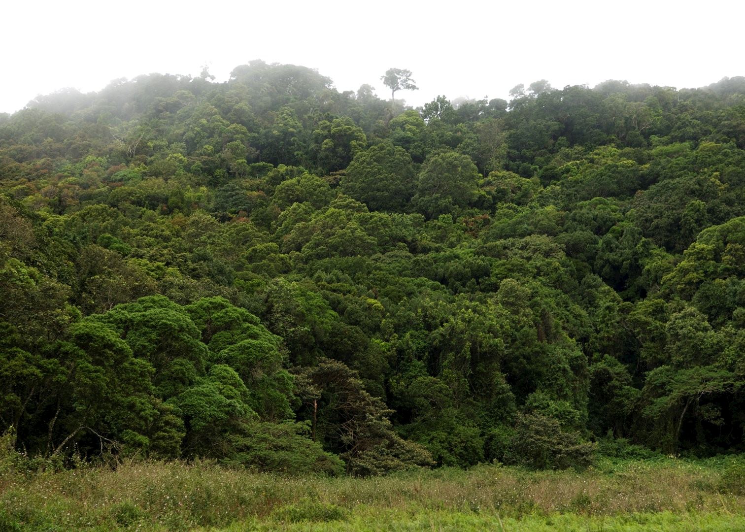 Amber Mountain National Park & Joffreville | Audley Travel