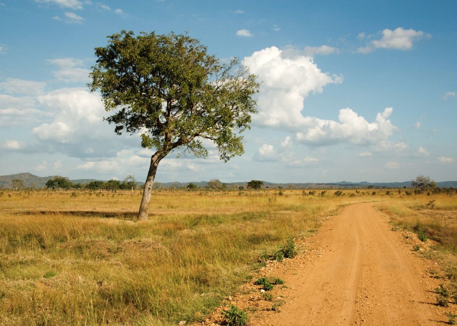 Visit Mikumi National Park in Tanzania | Audley Travel