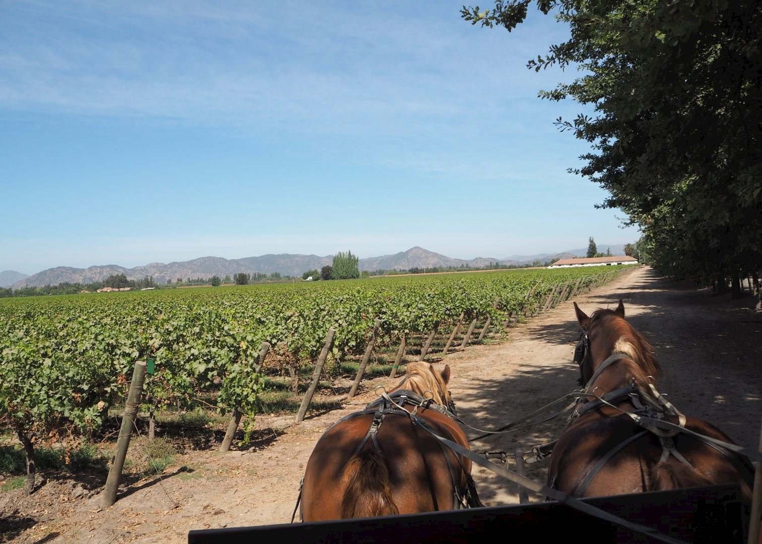 Visit Colchagua Valley on a trip to Chile | Audley Travel