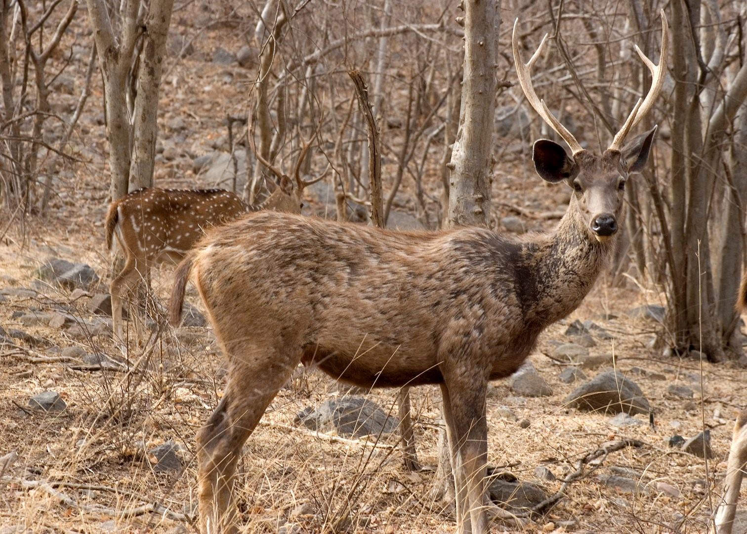 Visit Ranthambhore National Park, India | Audley Travel