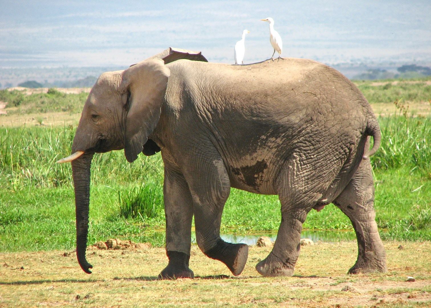 Visit Amboseli National Park in Kenya | Audley Travel