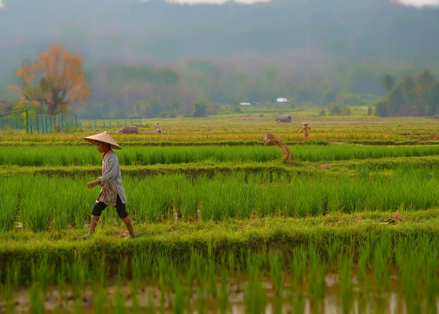 Living Land Rice Experience | Audley Travel