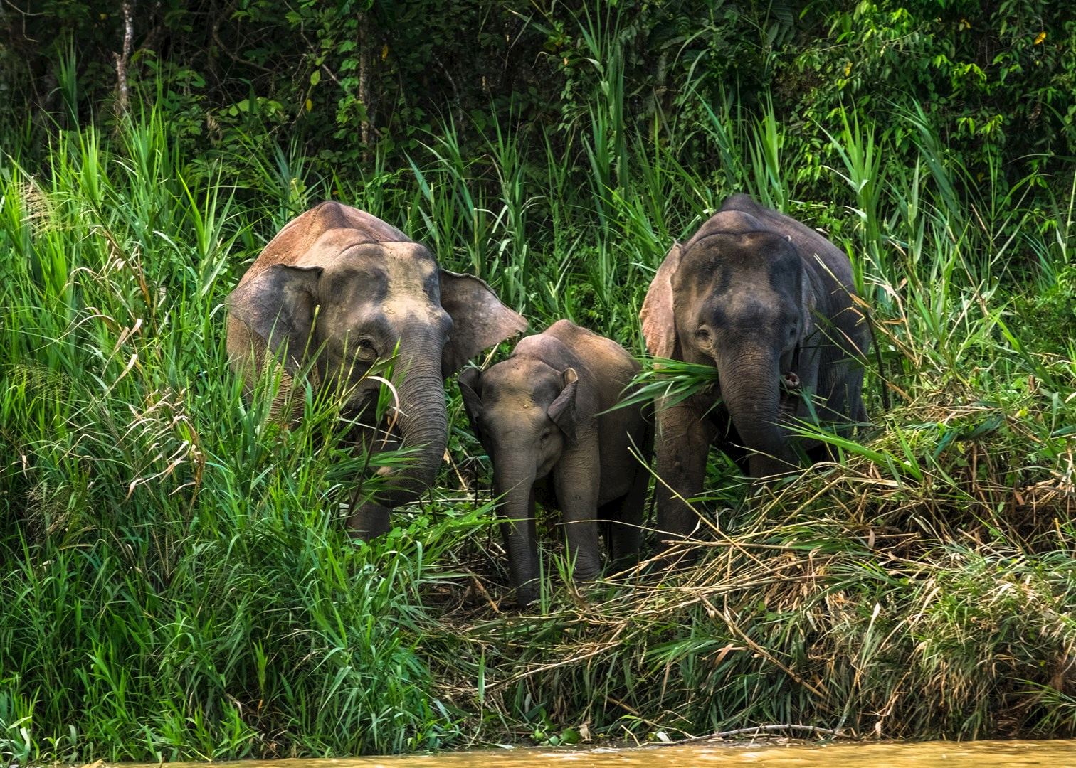 Visit Tabin Wildlife Reserve in Borneo | Audley Travel