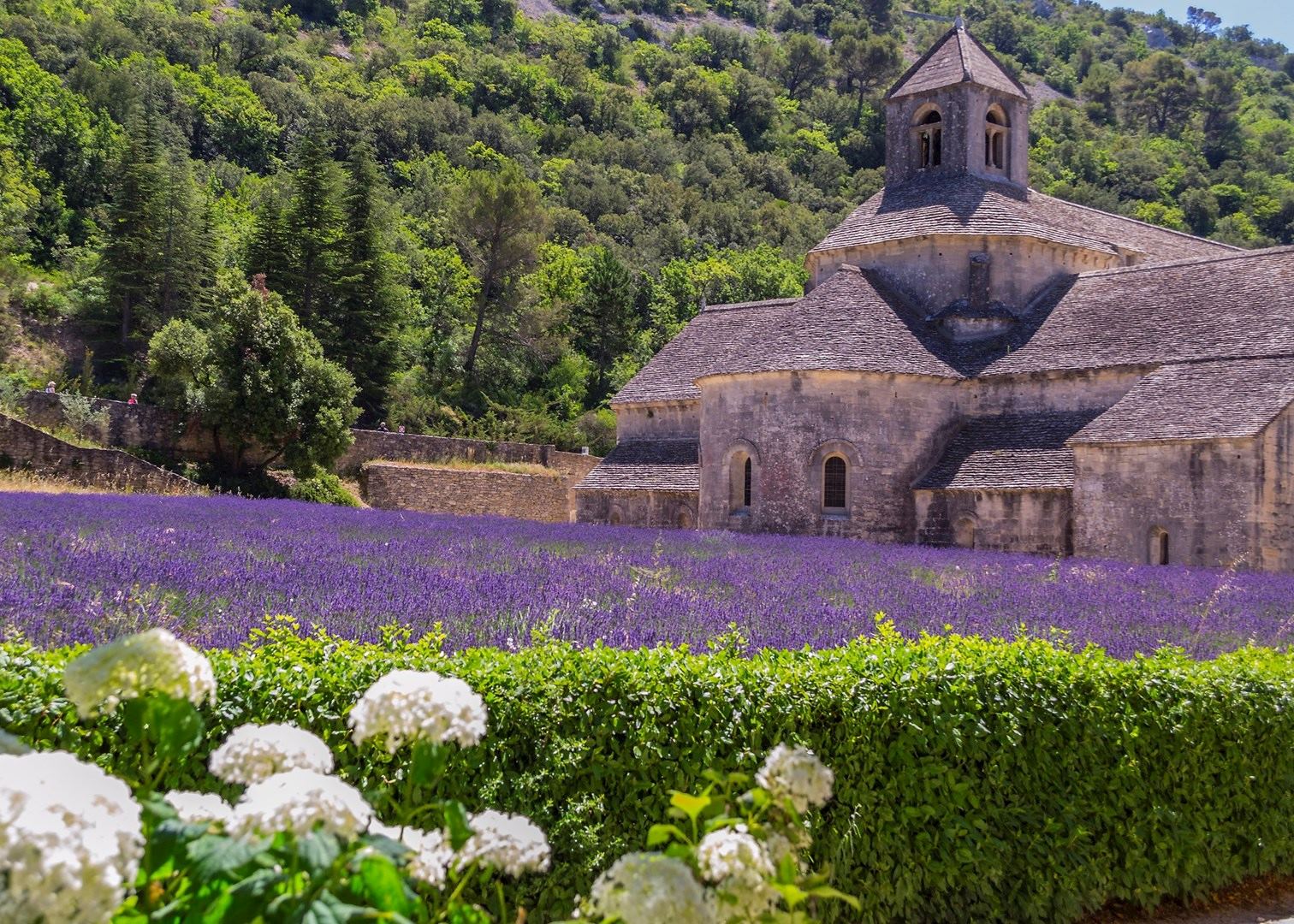 Lavender fields at Abbaye de Sénanque, Les Bories and Gordes village ...