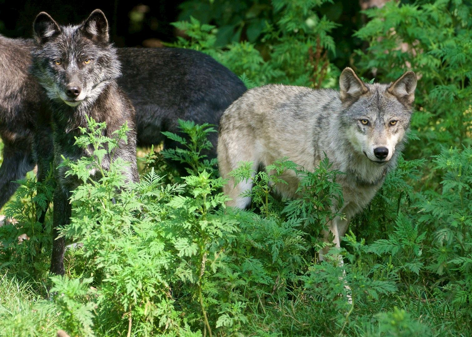 Visit Haliburton on a trip to Canada | Audley Travel