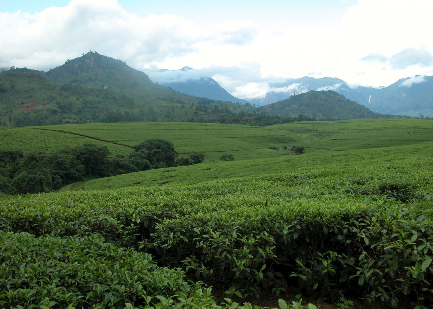Lujeri Tea Estate | Hotels in Thyolo Region | Audley Travel
