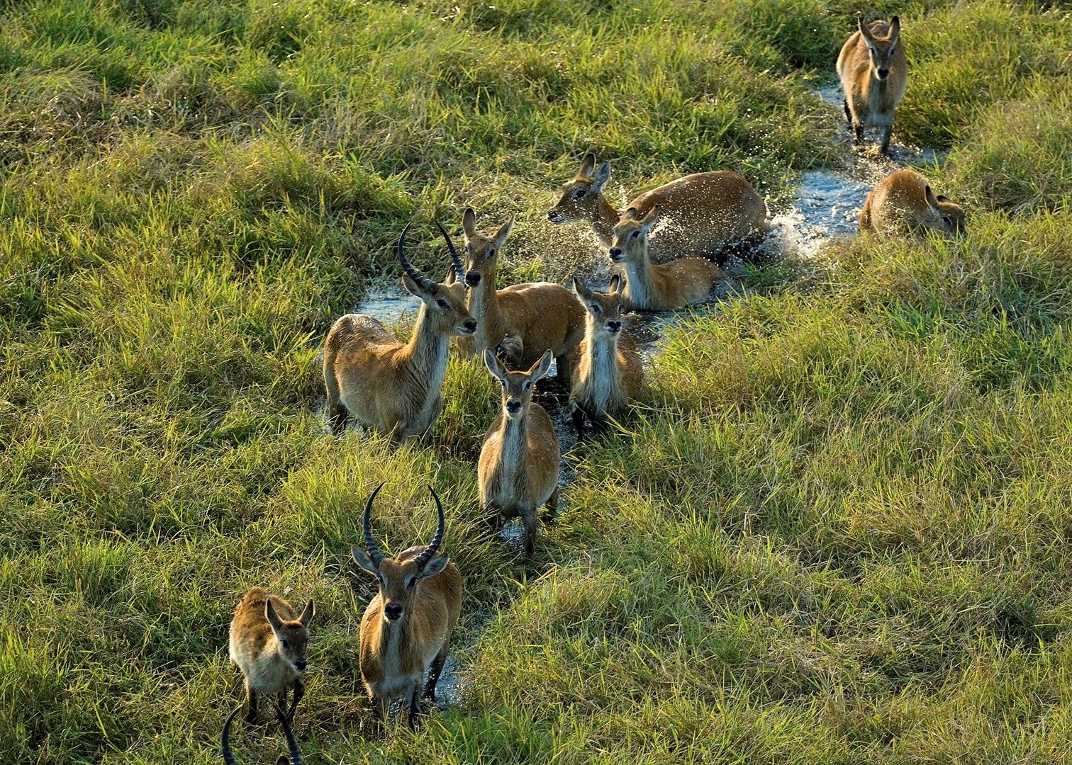 Visit The Kafue National Park in Zambia | Audley Travel
