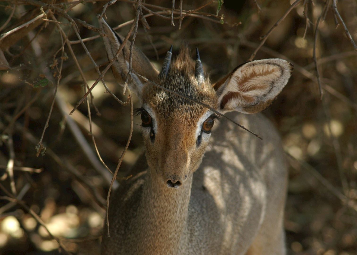 Visit Shaba National Reserve in Kenya | Audley Travel
