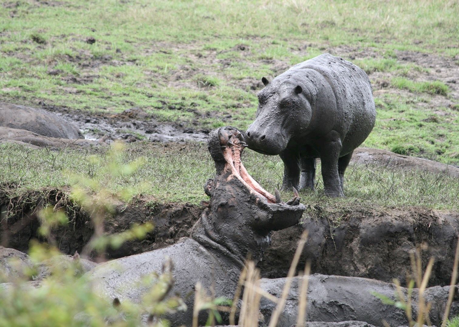 Visit Katavi National Park in Tanzania | Audley Travel