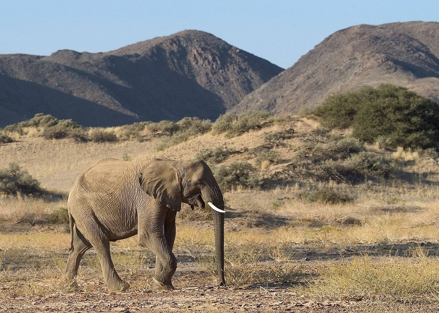 Visit Damaraland on a trip to Namibia | Audley Travel