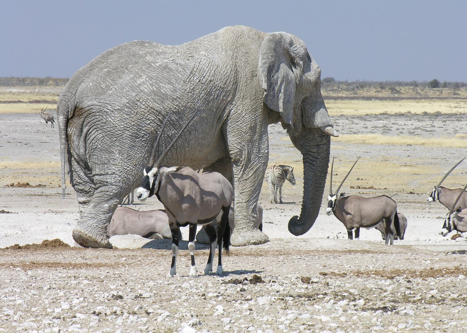 Visit Etosha National Park in Namibia | Audley Travel