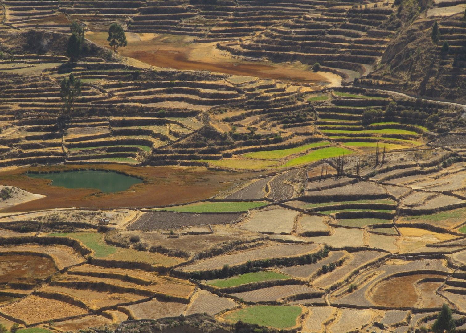 Visit Colca Canyon on a trip to Peru | Audley Travel