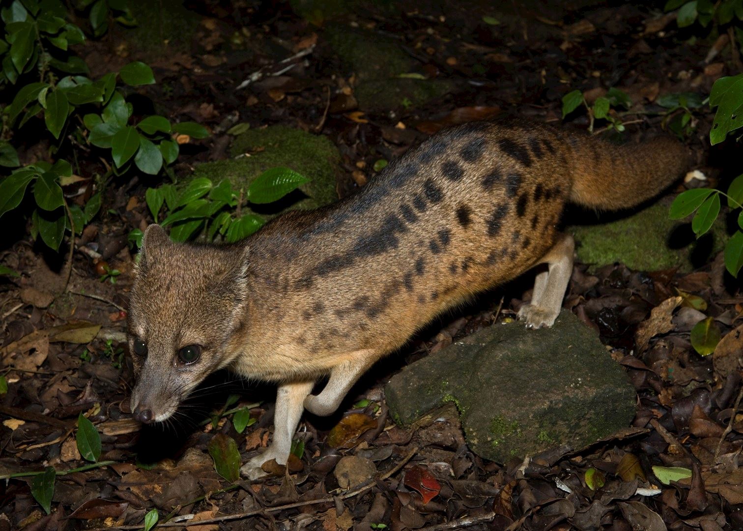 Ranomafana National Park, Madagascar | Audley Travel