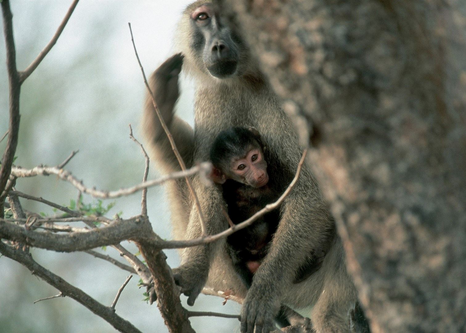 Visit Meru National Park on a trip to Kenya | Audley Travel
