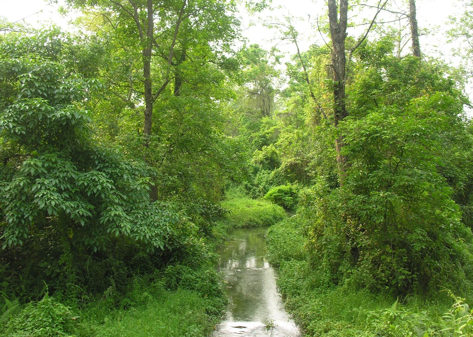 Visit Manas National Park on a trip to India | Audley Travel