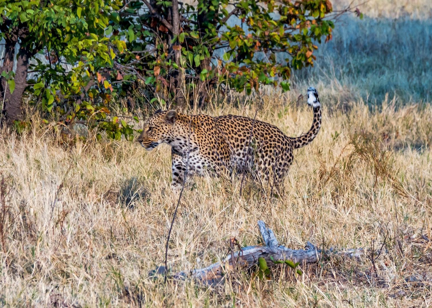 Visit Moremi Wildlife Reserve, Botswana | Audley Travel
