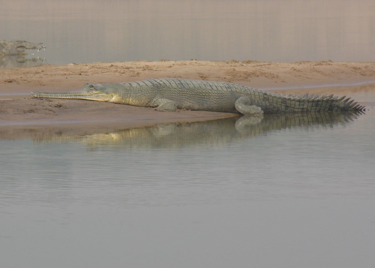 Visit Chambal Sanctuary on a trip to India | Audley Travel