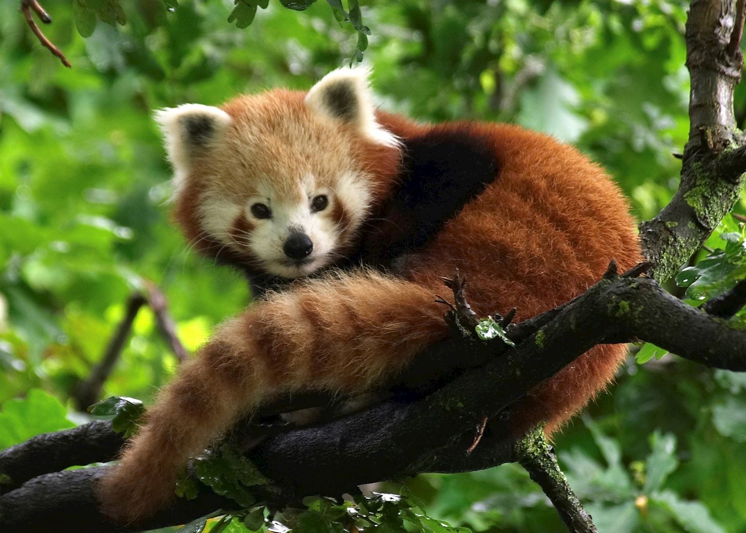 Visit Chengdu on a trip to China | Audley Travel