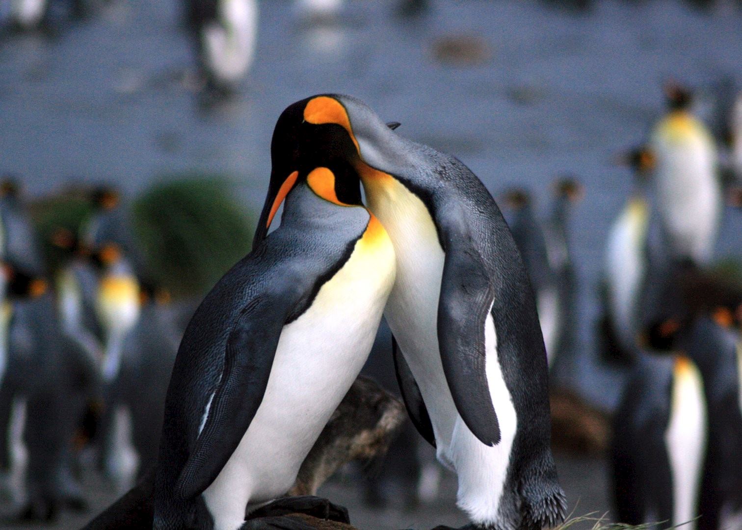 Visit South Georgia on a trip to Antarctica | Audley Travel