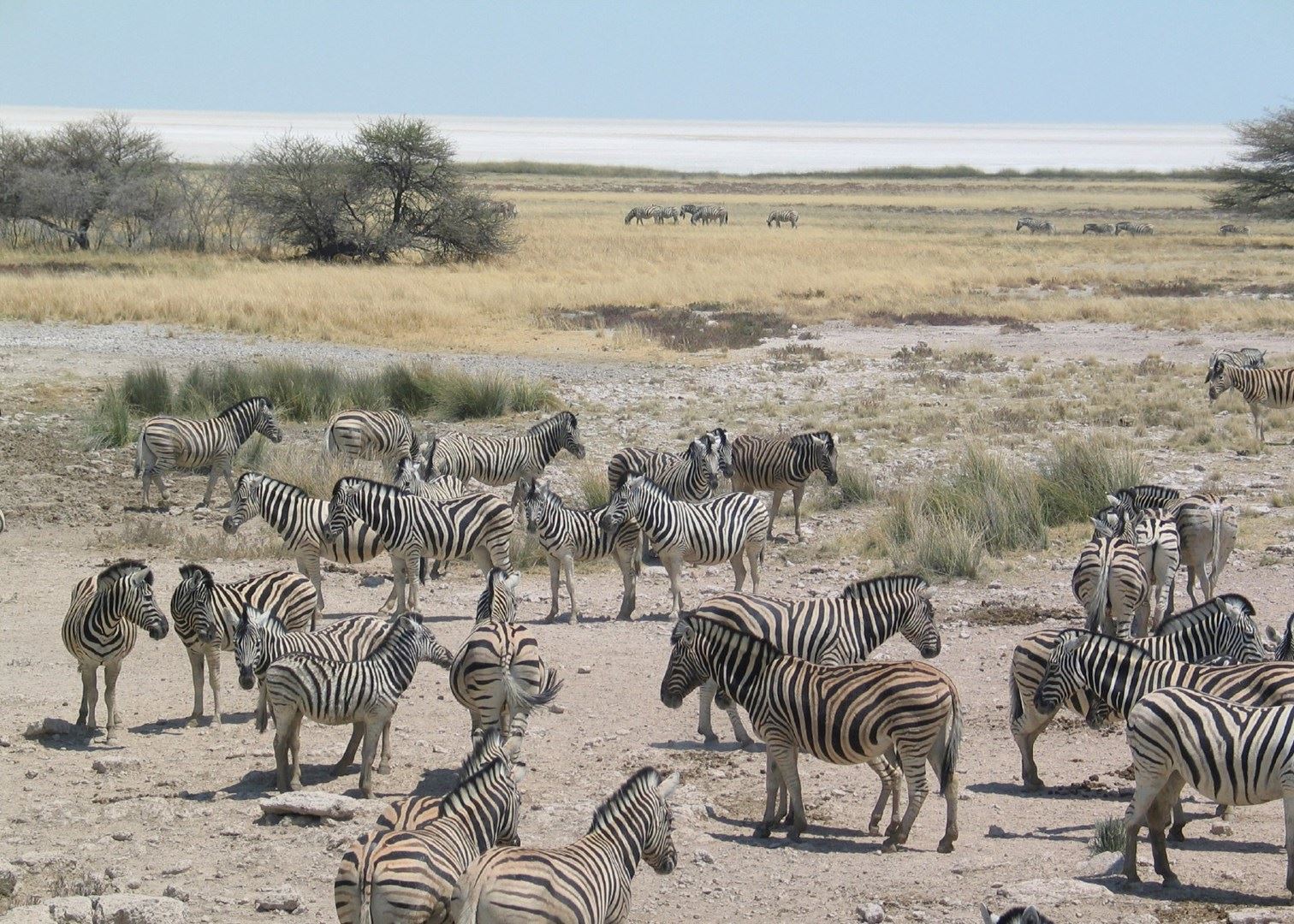 Visit Etosha National Park in Namibia | Audley Travel