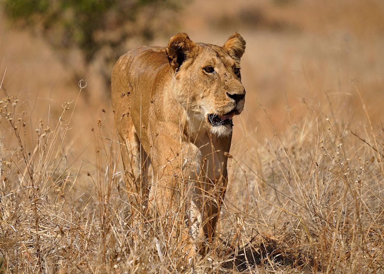 Visit Ruaha National Park in Tanzania | Audley Travel