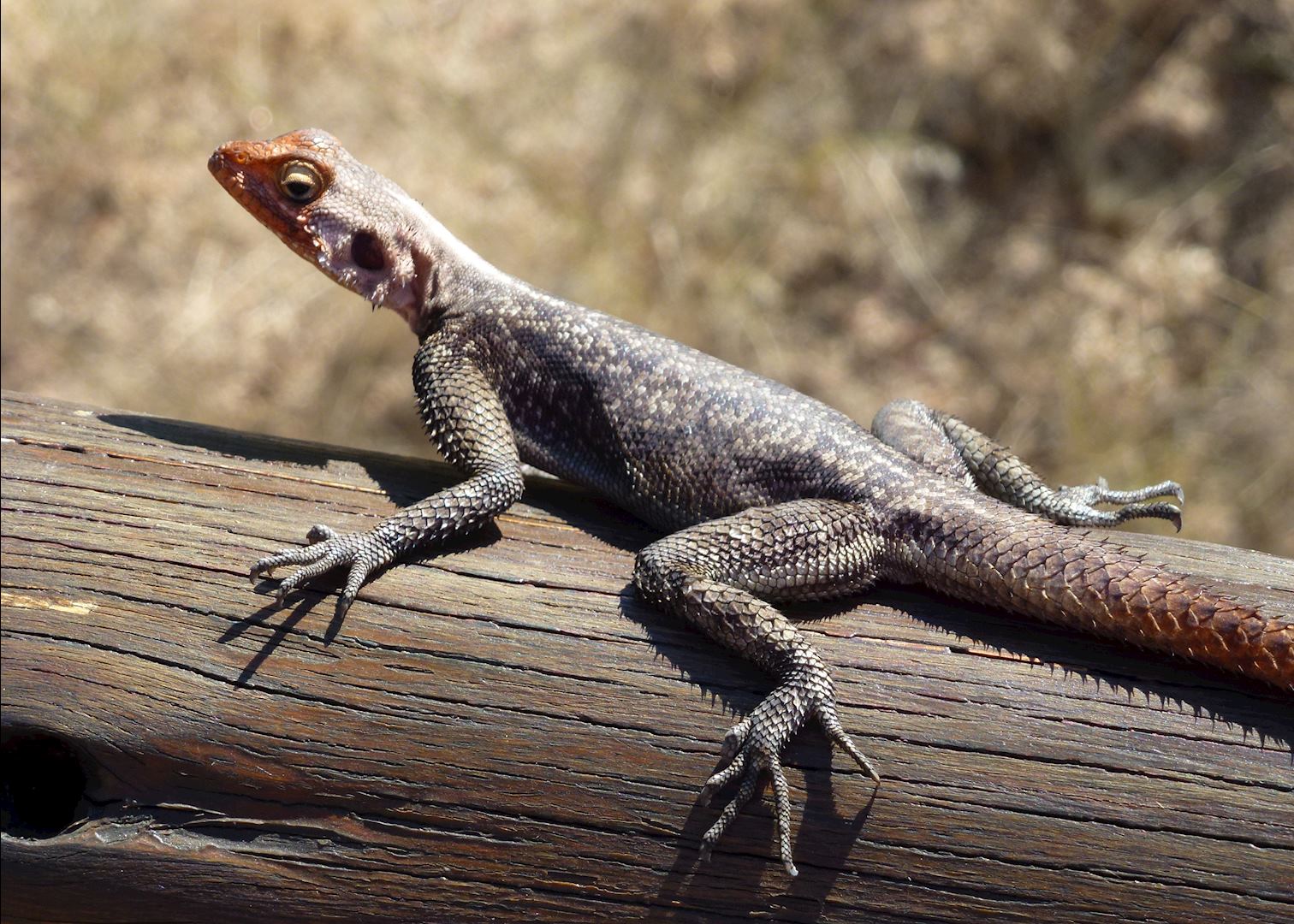 Visit Erongo Mountains on a trip to Namibia | Audley Travel