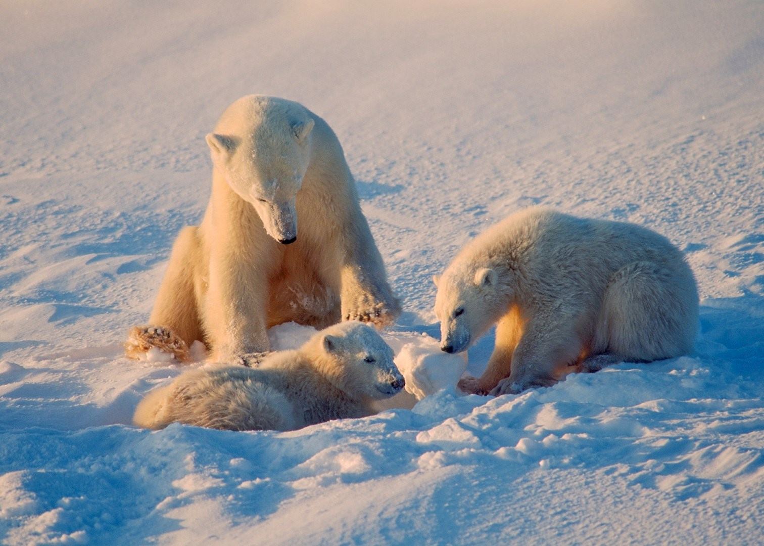 Visit Churchill & Northern Manitoba, Canada | Audley Travel Visit Churchill & Northern Manitoba, Canada | Audley Travel