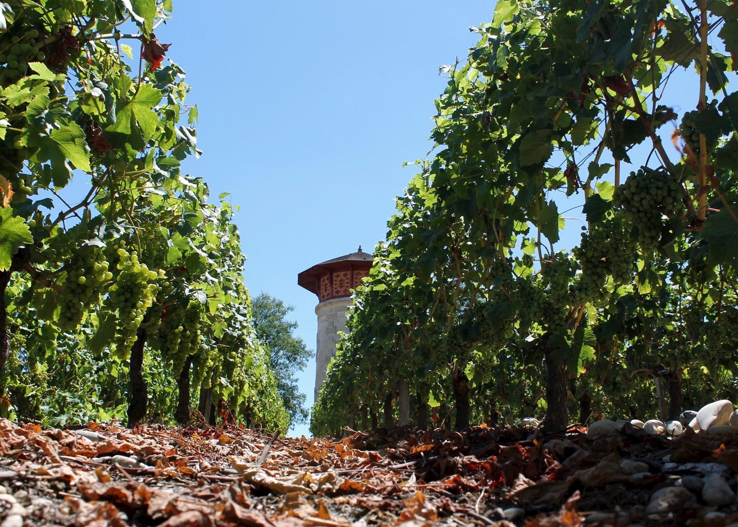 Médoc wine tour | Audley Travel