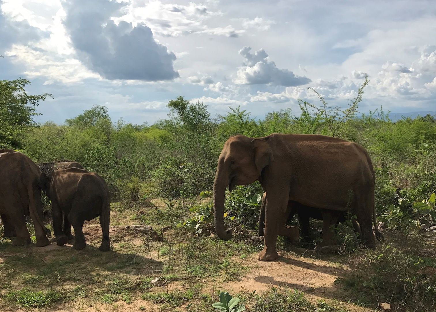 Visit Uda Walawe National Park, Sri Lanka | Audley Travel