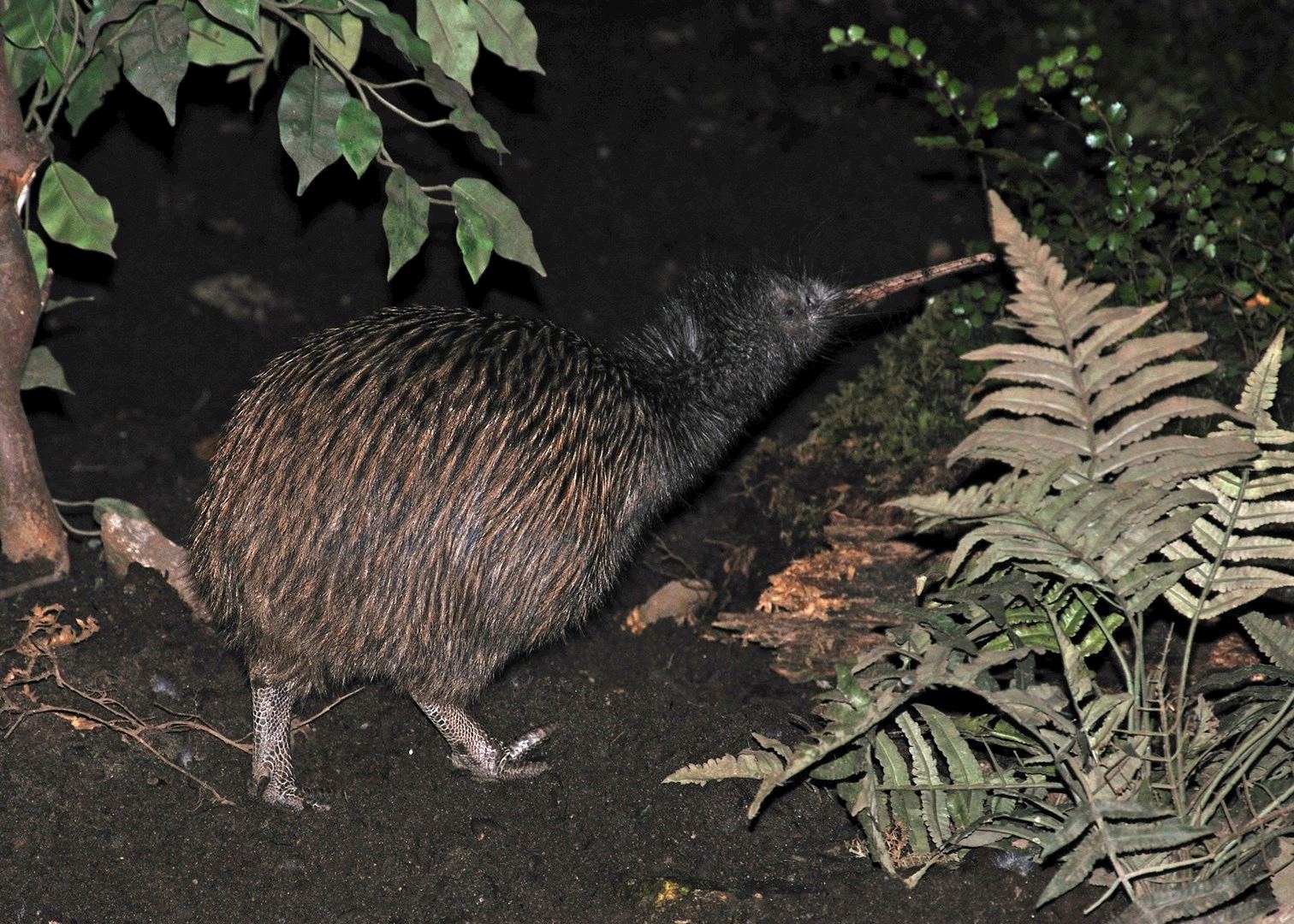 Zealandia Night Tour | Audley Travel