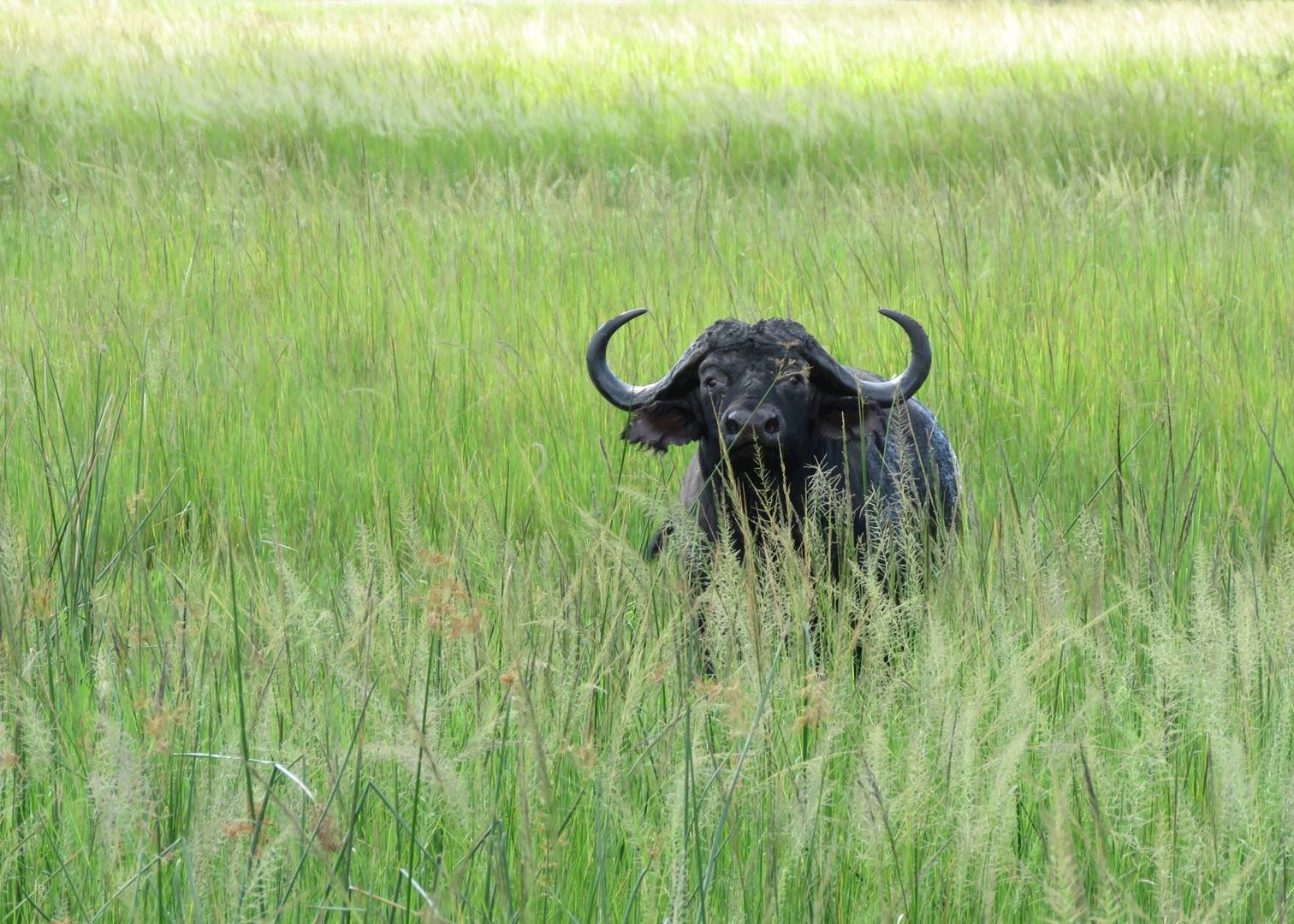 Visit Katavi National Park in Tanzania | Audley Travel