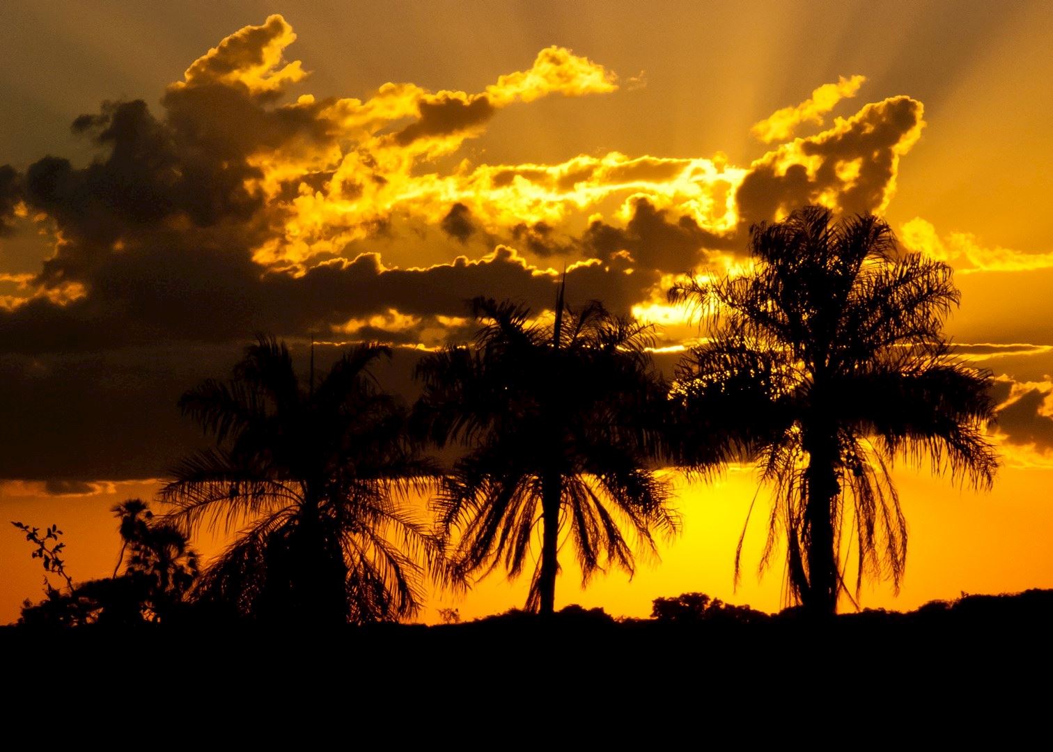 Visit The Pantanal on a trip to Brazil | Audley Travel