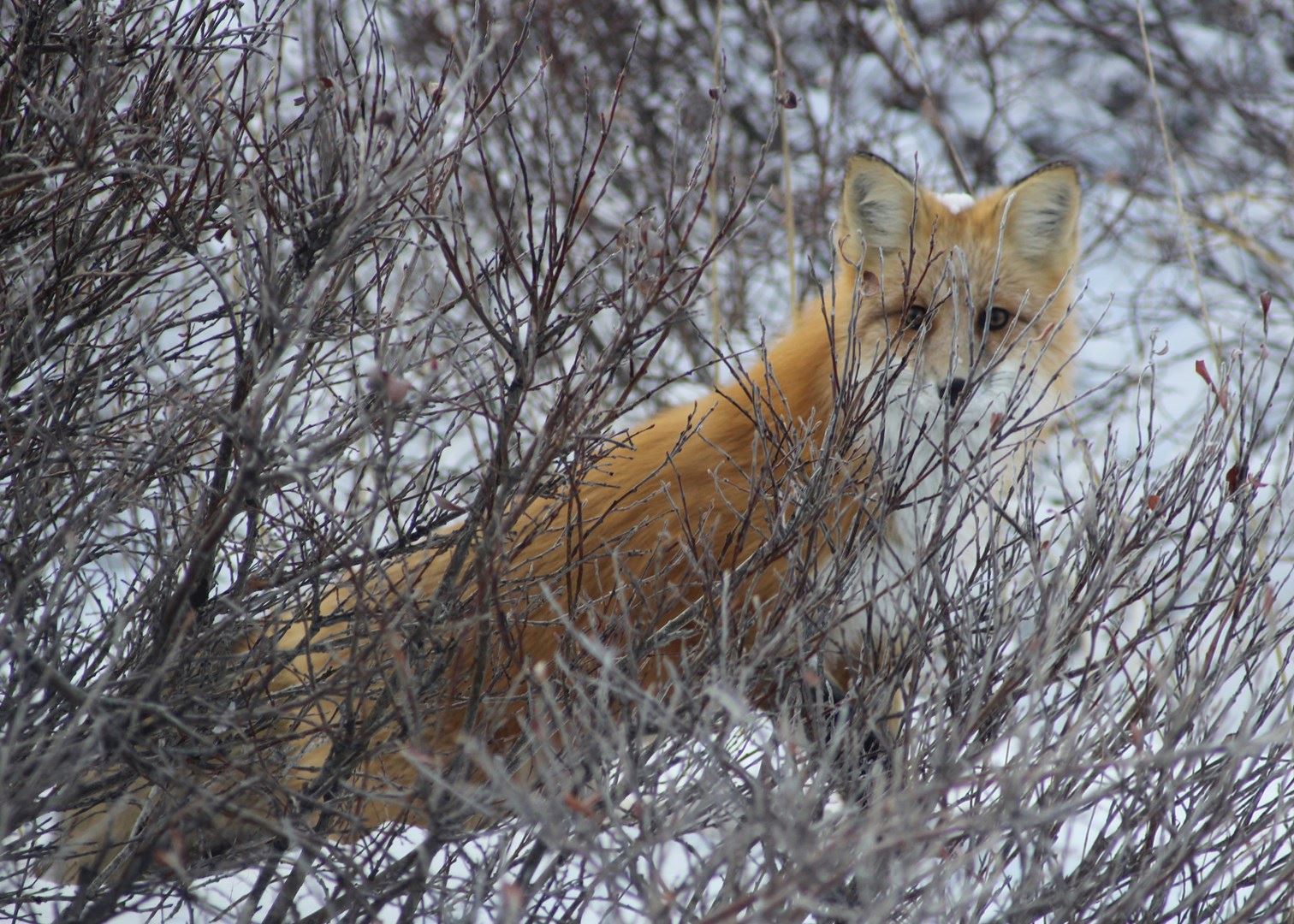 Visit Churchill & Northern Manitoba, Canada | Audley Travel Visit Churchill & Northern Manitoba, Canada | Audley Travel