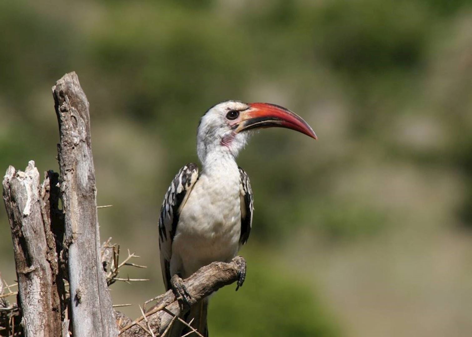 Visit The Chyulu Hills on a trip to Kenya | Audley Travel