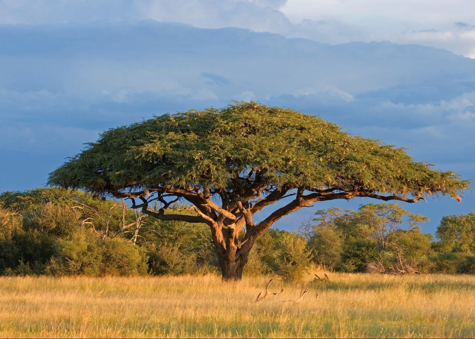 Visit Hwange National Park in Zimbabwe | Audley Travel