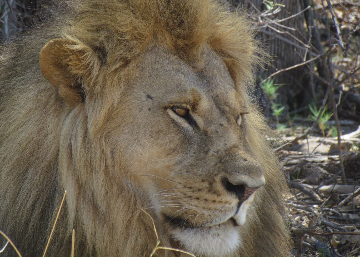 Bomani Tented Camp | Audley Travel