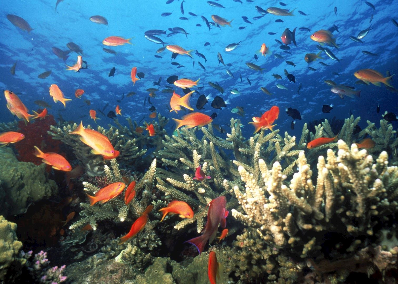 Teeming coral reefs, Vanua Levu