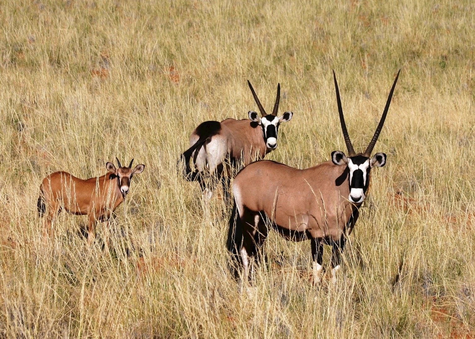 The NamibRand Nature Reserve | Namibia | Audley Travel