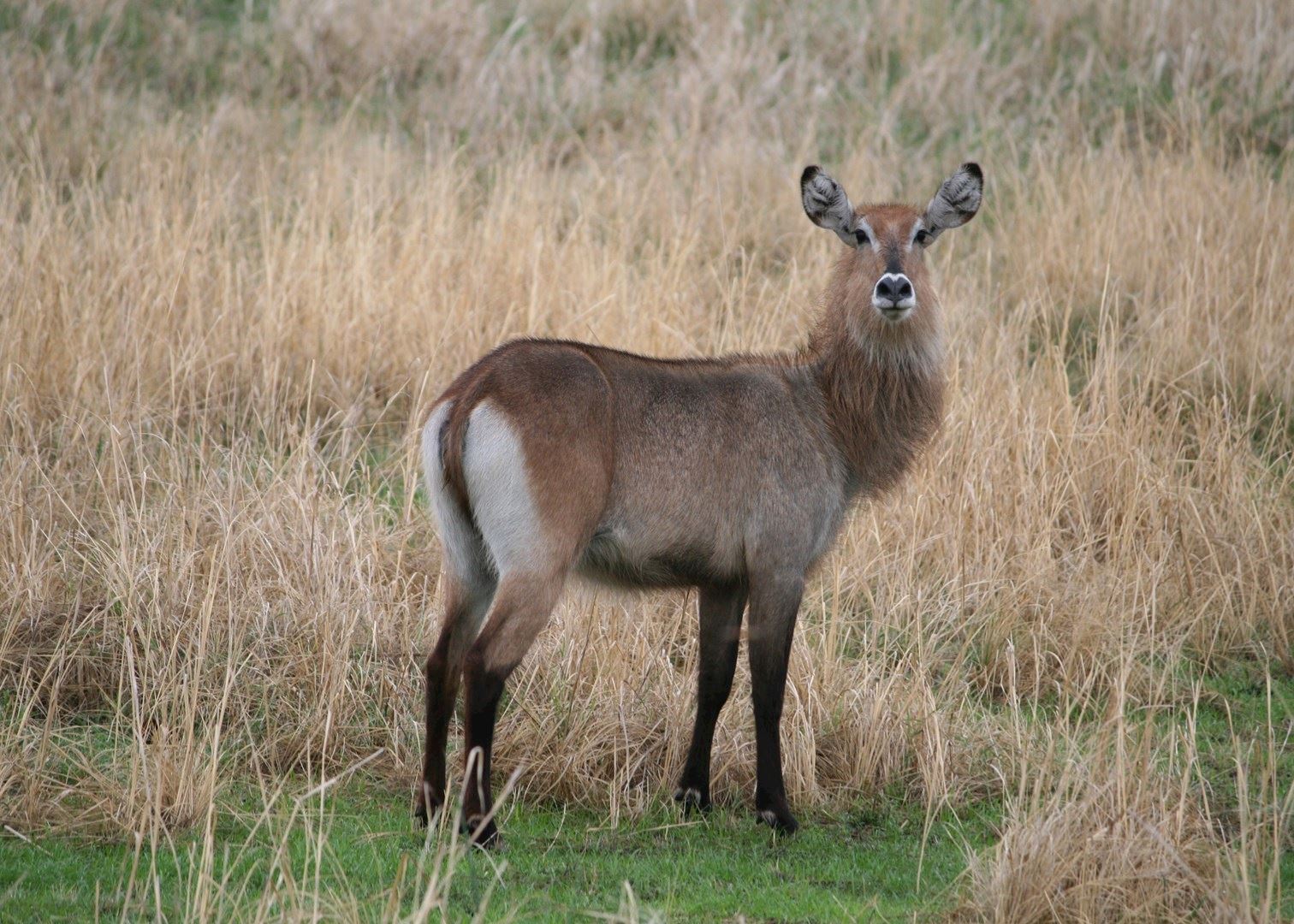 Visit Katavi National Park in Tanzania | Audley Travel
