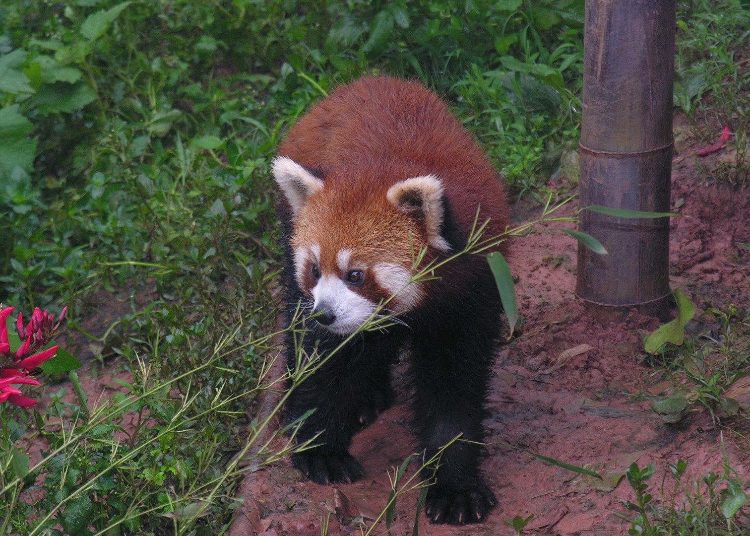 Panda Research Base, China | Audley Travel