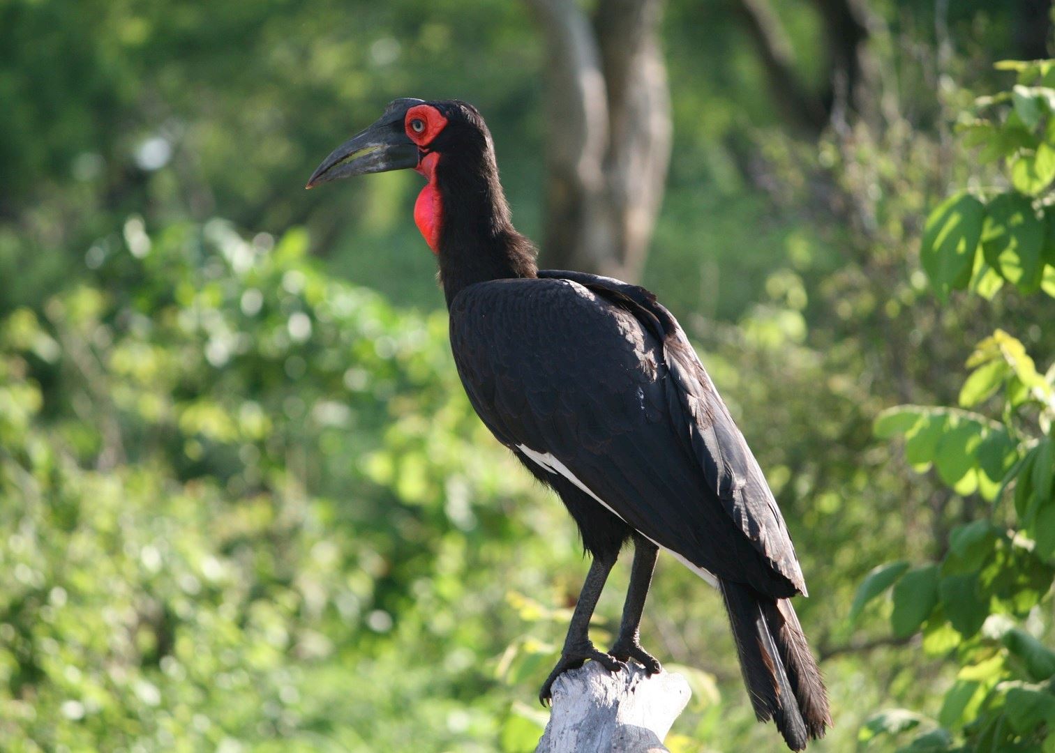 Visit Katavi National Park in Tanzania | Audley Travel