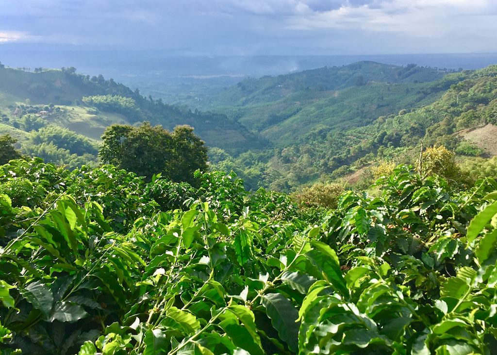 Quindillo Cordillera Coffee Tour, Colombia | Audley Travel