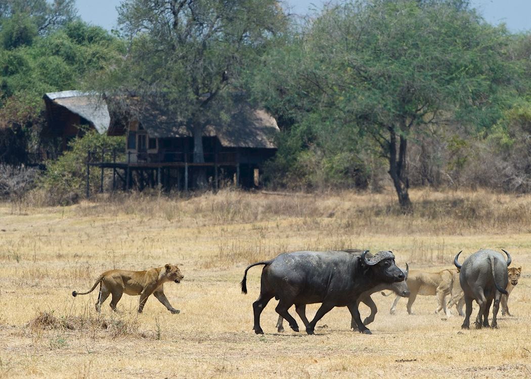 Lion Camp | Hotels in South Luangwa National Park | Audley Travel