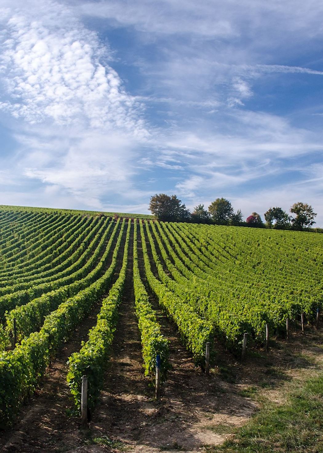 An introduction to French wine | Audley Travel